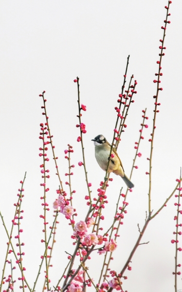 绵阳日报数字报 花鸟同春